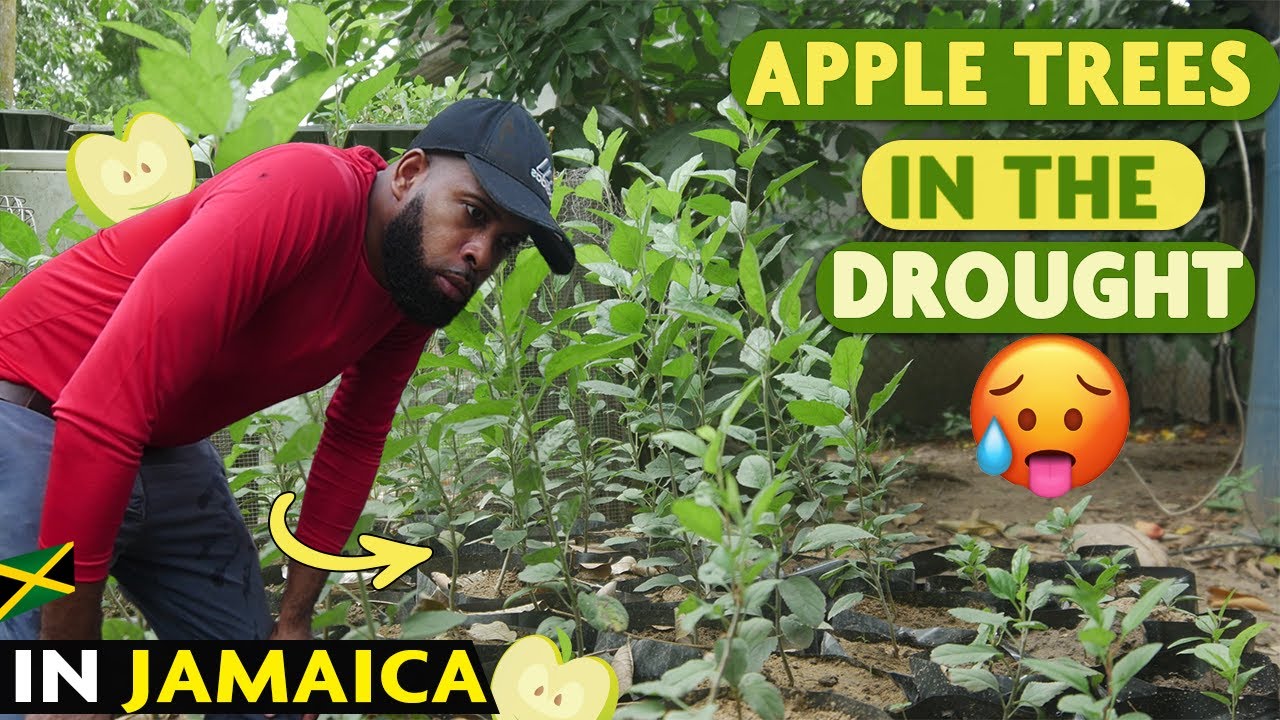 Jamaican Apple Tree