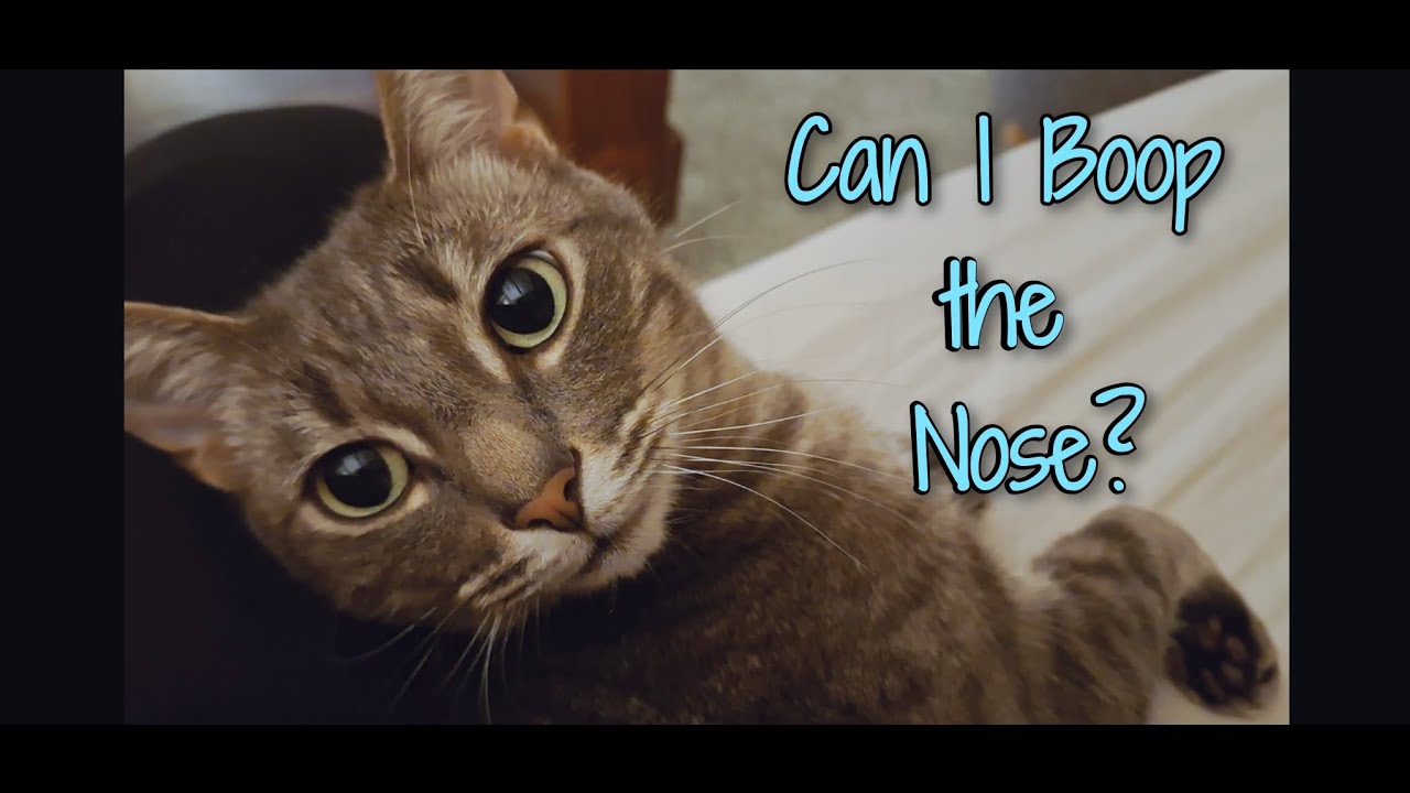 Can I Boop the Nose? - YouTube