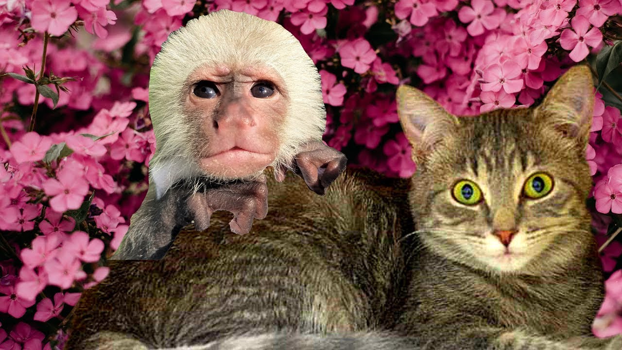 Our Baby Pet Monkey Has a Kitty Cat! - YouTube
