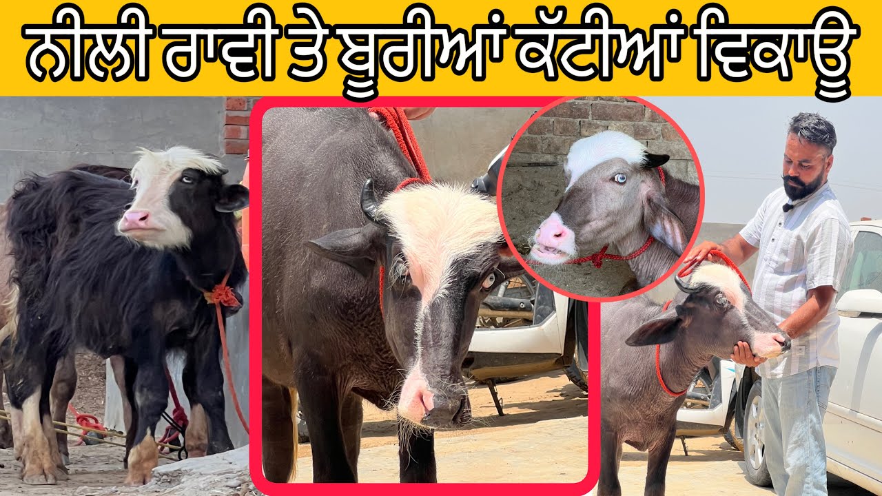 Nili Ravi female and male calf for sale - YouTube