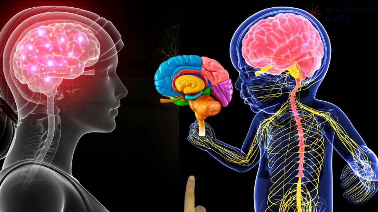 The NERVOUS SYSTEM overview animation - neurology introduction. - YouTube