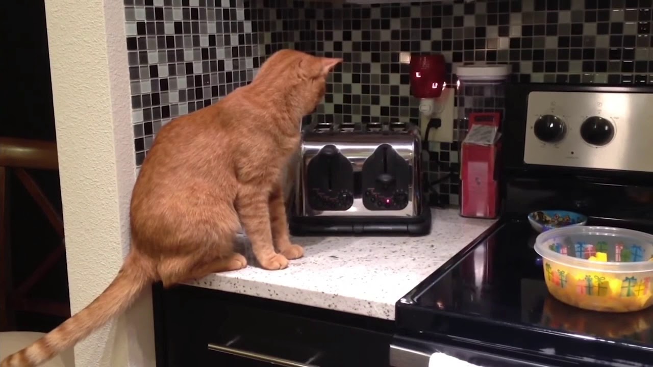 cat gets toasted - YouTube