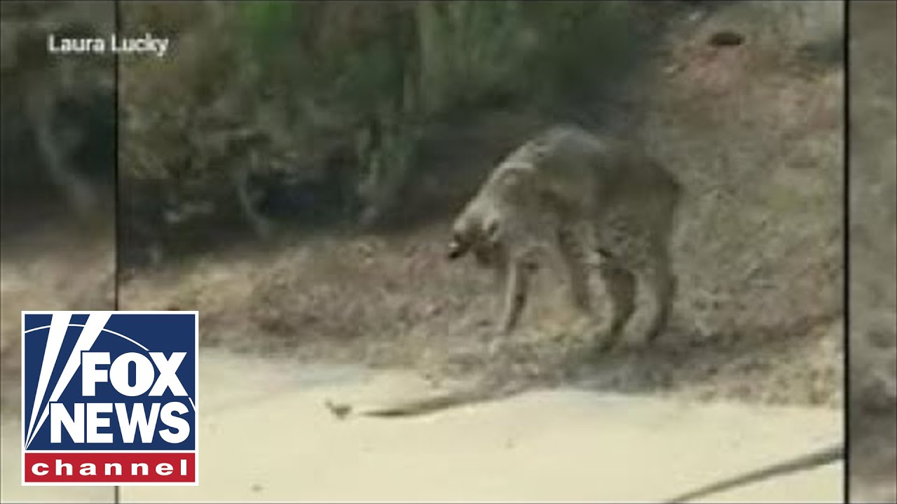 WILD video: Fierce battle between a bobcat and rattlesnake - YouTube