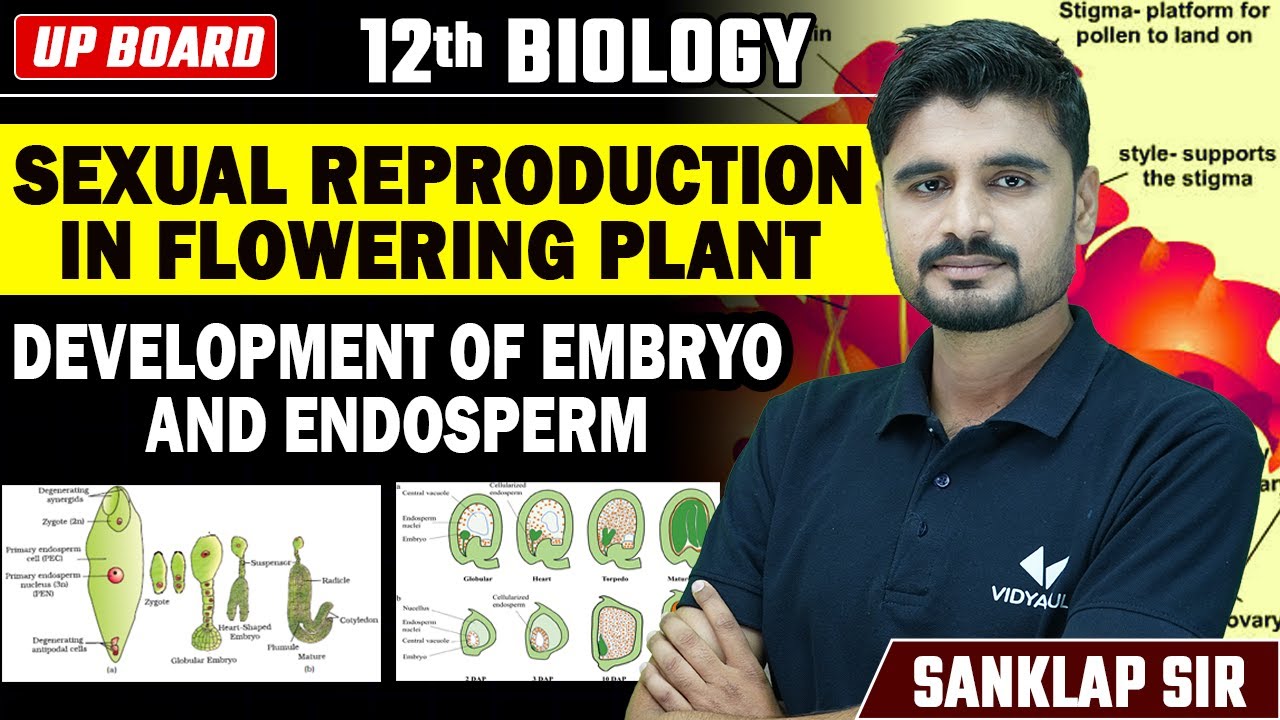 Class 12 Biology Development Of Endosperm and Embryo | Class 12th ...