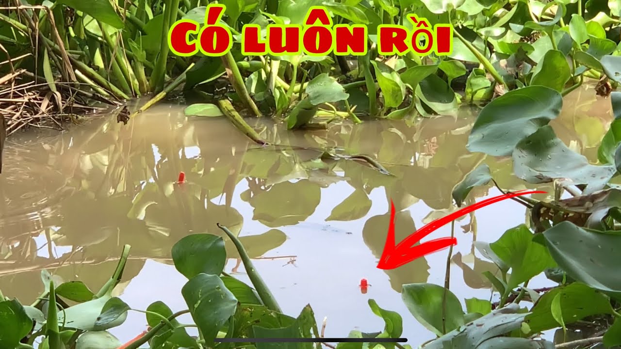 Câu Cá Tra Cá Rô Đồng - Câu Giải Trí Dính Con Cá Bự Luôn | Fishing ...