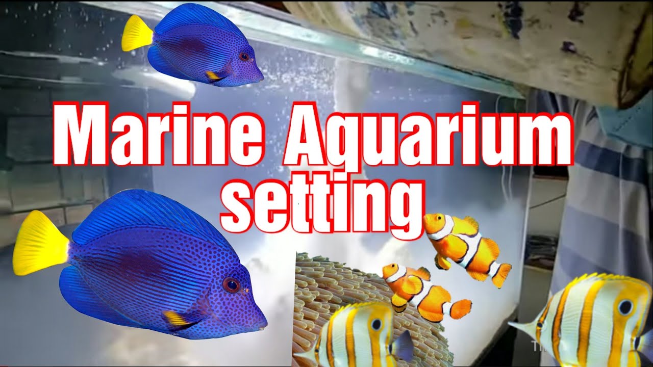 How to: Marine Aquarium setting/ മറയിൻ ടാങ്ക് വീട്ടിൽ സെറ്റ് ചെയ്യാം ...