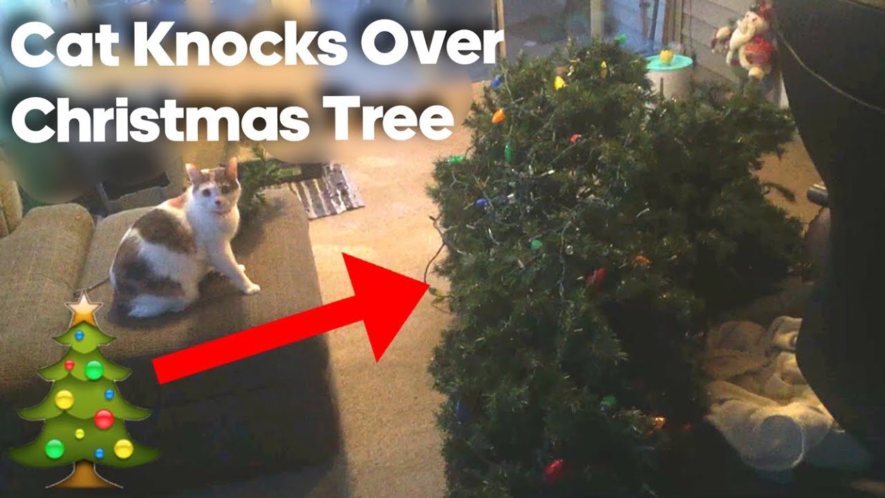 Cat Knocks Over Christmas Tree!!! - YouTube