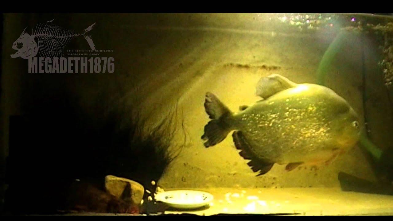 Pygocentrus cariba - YouTube