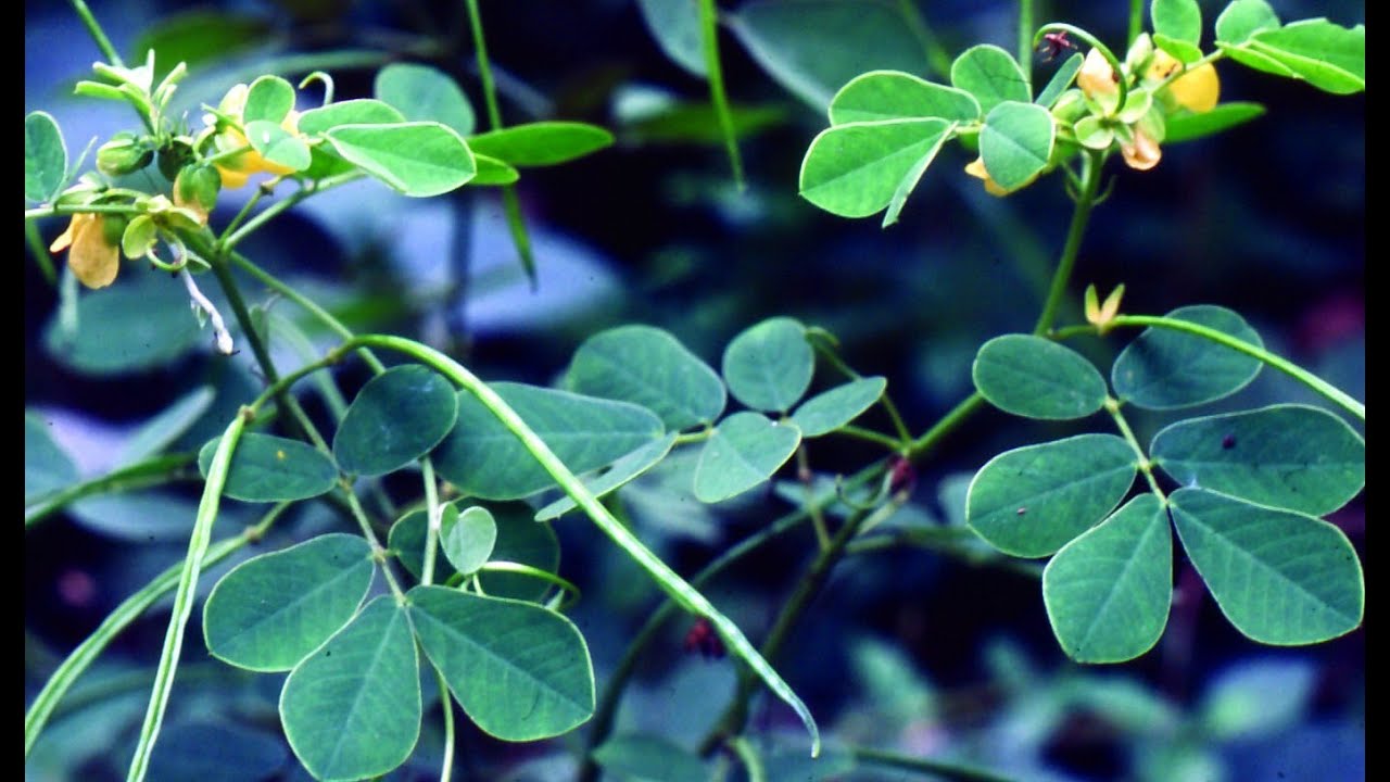 Ayurvedic Benefits of cassia tora Plant for Arthritis Problem | Acharya ...