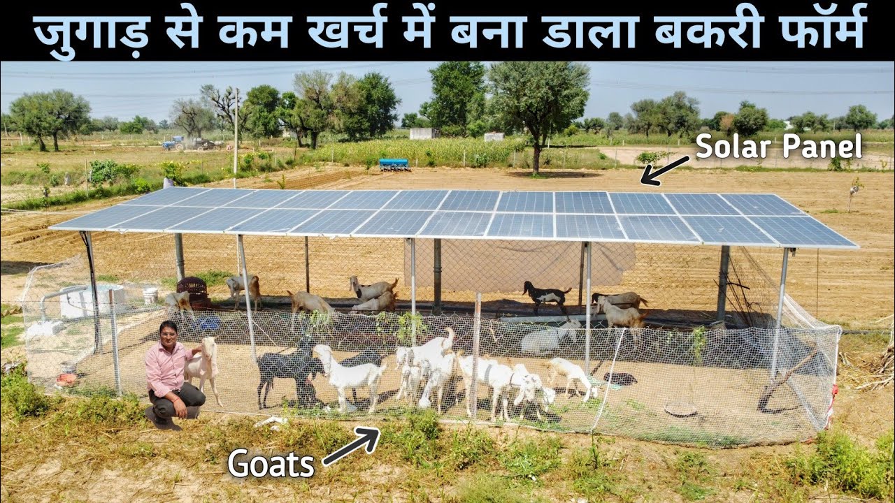 शहर की भाग दौड़ छोड़ अपने गांव आकर जुगाड़ से बना डाला शानदार Goat Farm ...