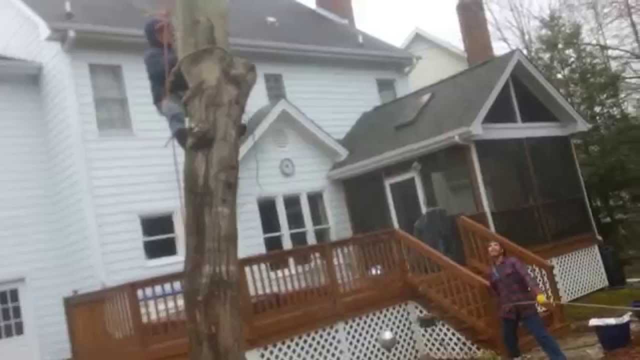 tree-removal-in-raleigh-north-carolina-tips-amigo-tree-service-youtube