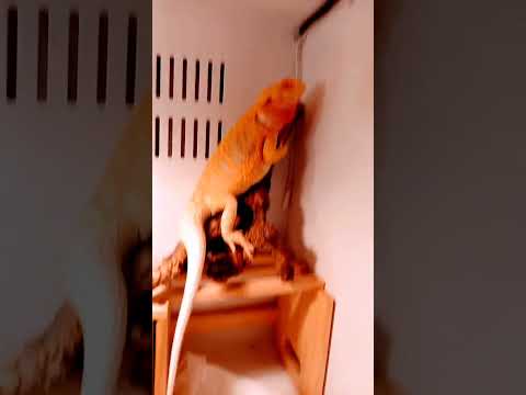 lizard dance - YouTube