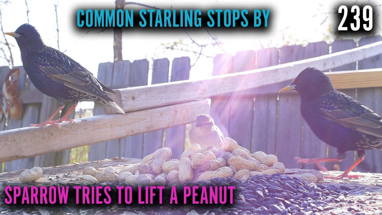 First Time Having A Common Starling Show Up | Sparrow Tries To Lift A ...