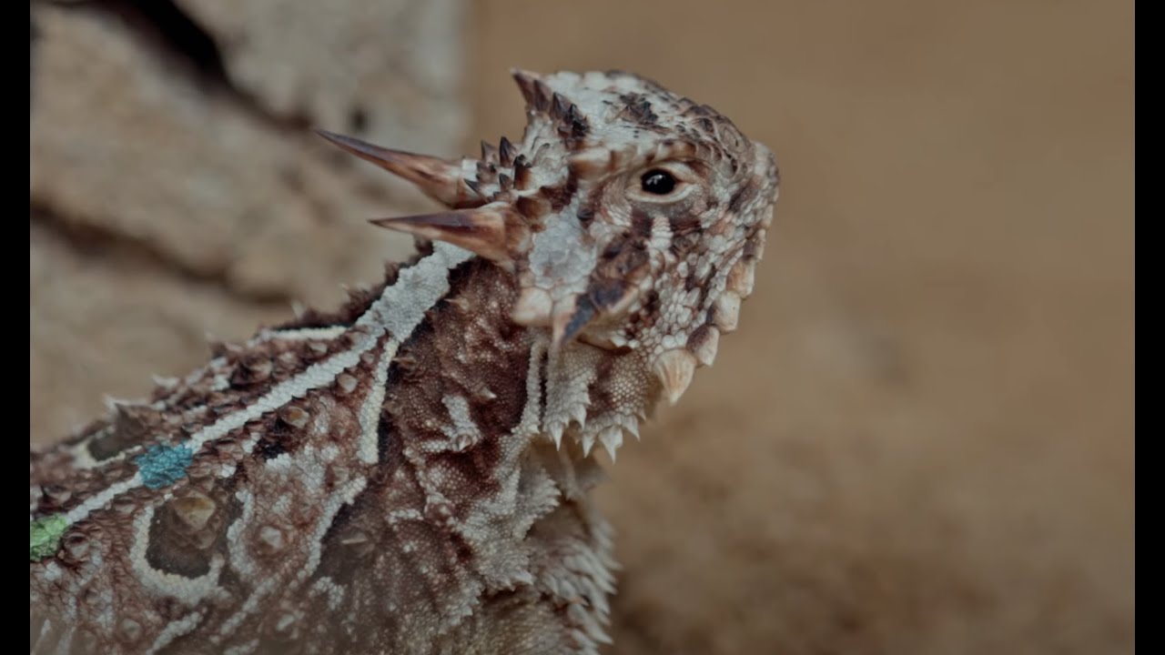 This TCU research team is saving the planet. Starting with our mascot ...
