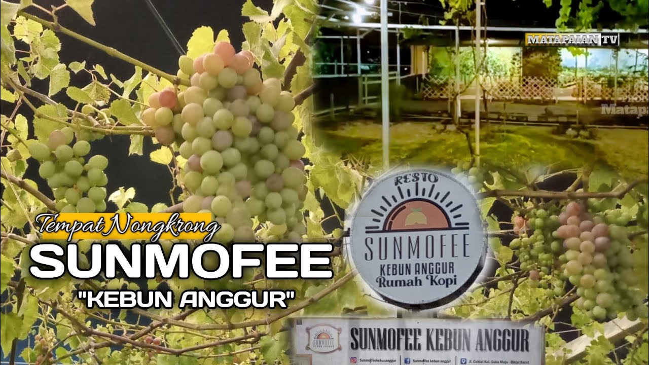 SUNMOFEE KEBUN ANGGUR BINJAI BARAT - YouTube