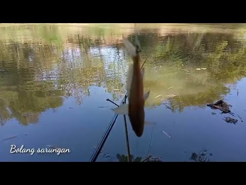 MANCING WADER PARI BIKIN TETANGGA IRI,,, mancing#wader#waderpari - YouTube