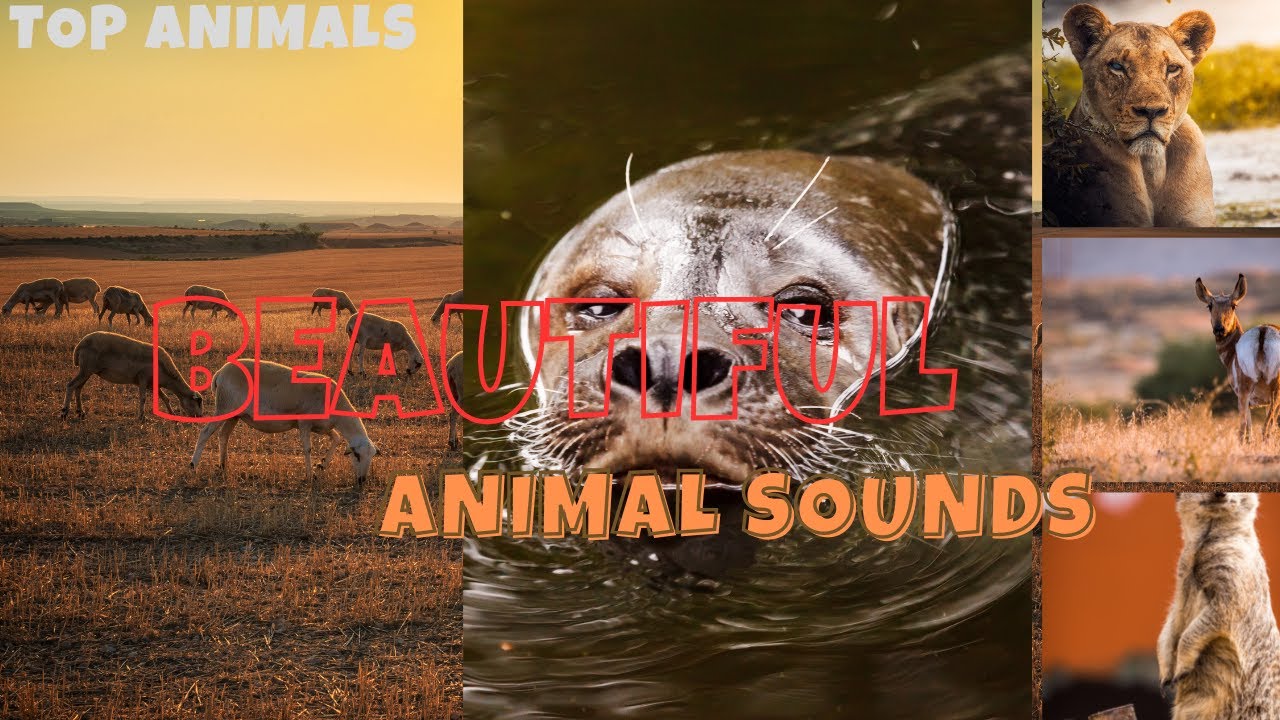 beautiful animal sounds of cats, dog and produced by animals in various ...