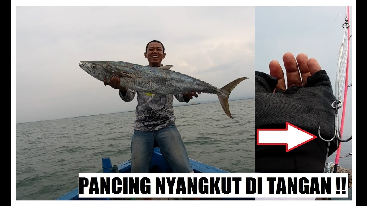 Mancing Tenggiri Besar - Umpan Ikan Hidup (Part 2) - YouTube
