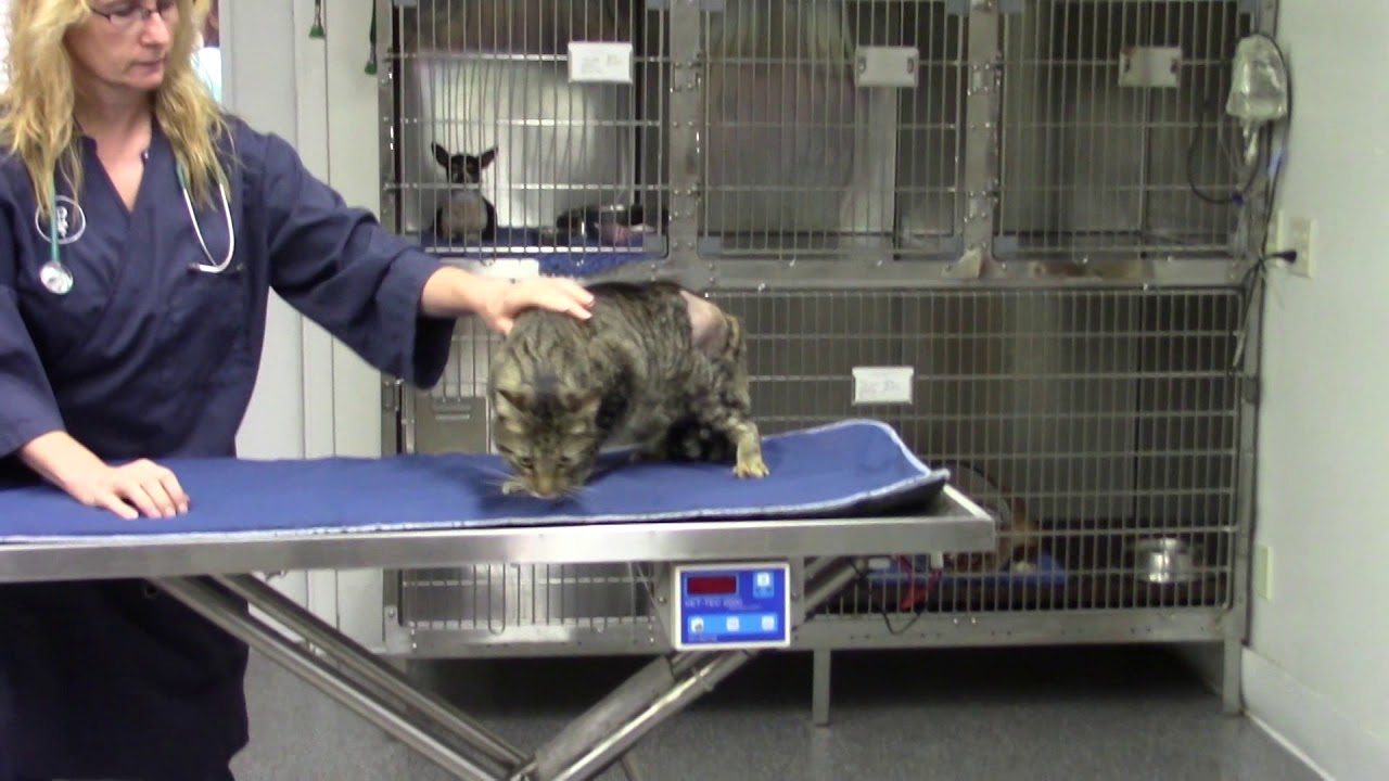 Ninja the Cat Has a Hip Fracture - YouTube