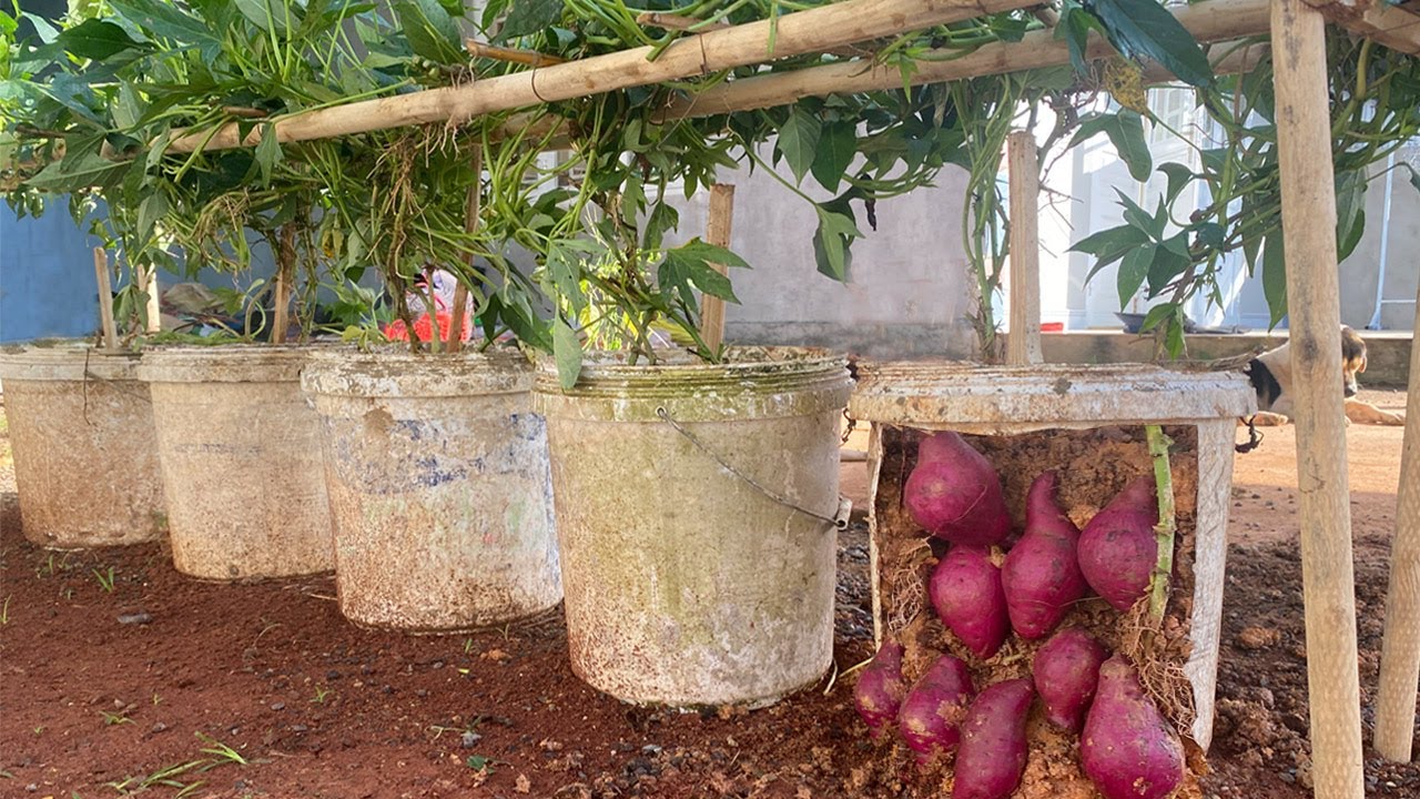 How to care for and growing red sweet potatoes in Old paint bucket so ...