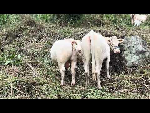 Mi ganado Charoláis. - YouTube