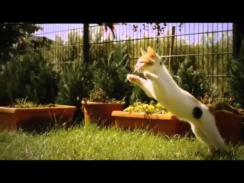 Gato saltando em slow motion - YouTube