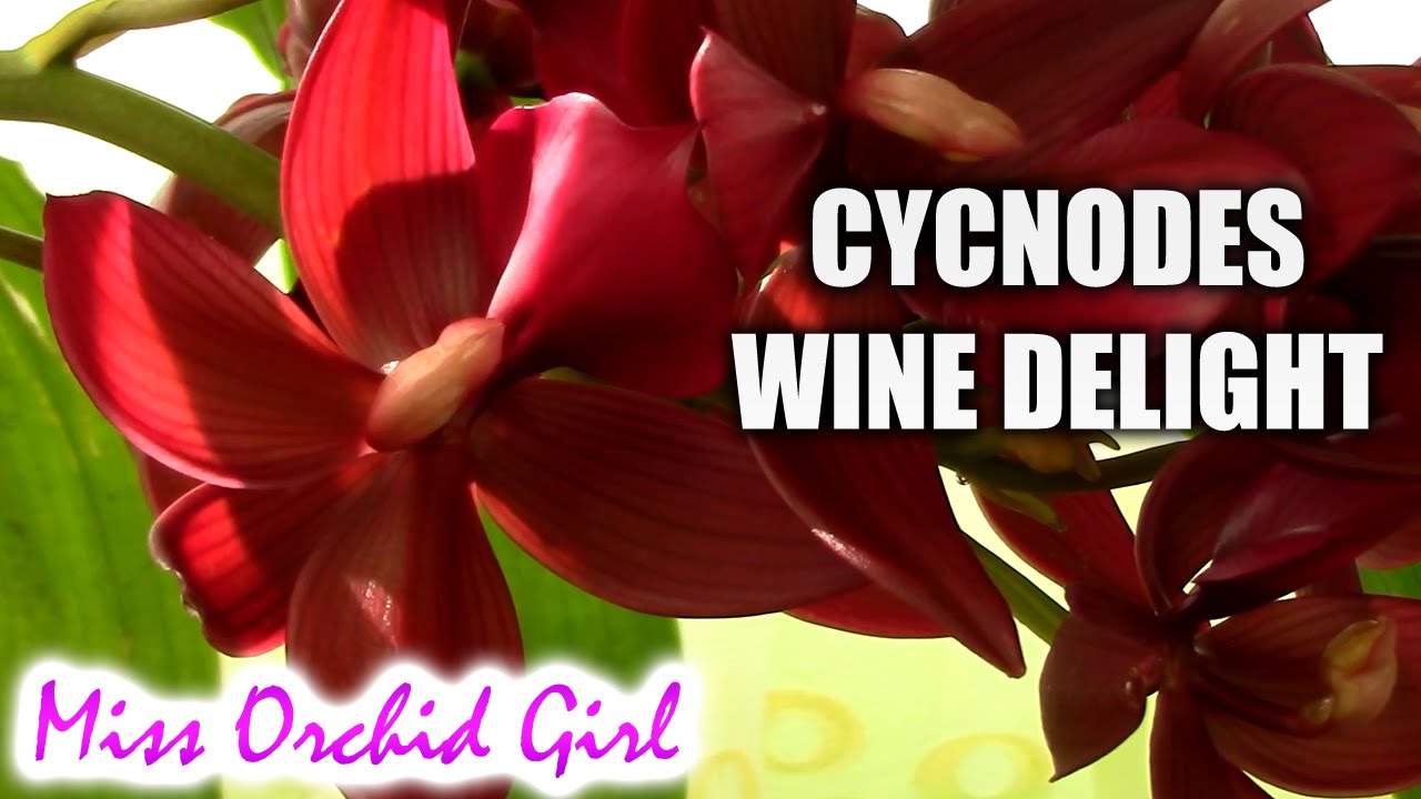 Cycnodes Wine Delight - A truly amazing orchid - YouTube