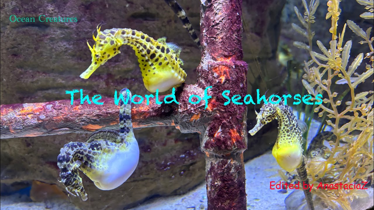 Bedtime stories for Children, Ocean creature seahorse "The World of ...