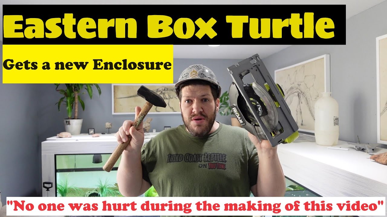 Eastern Box turtle enclosure build - YouTube