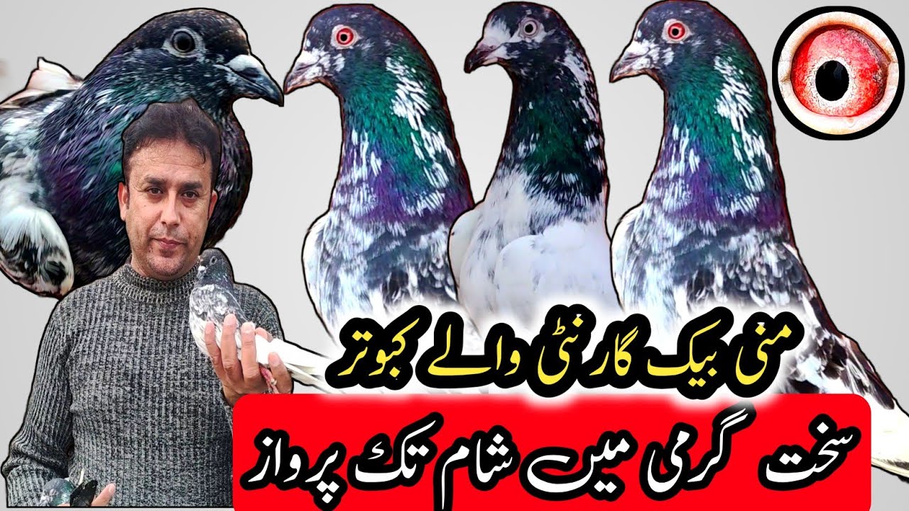 Nayaab Kabootar Agay // Shikray Kabootar // Teddy Kabootar // Dub Waly ...