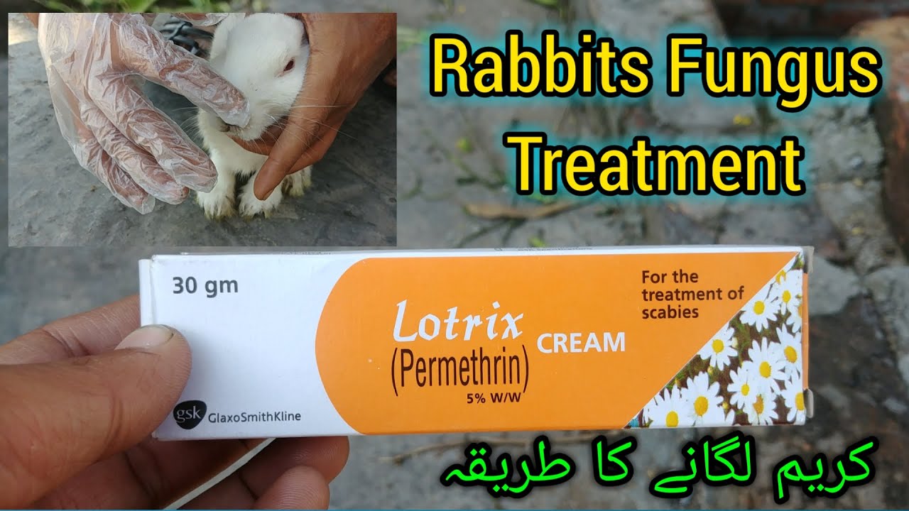 How to Treatment Rabbits Fungus and Scabies,Allergy | live Apply | Sub ...