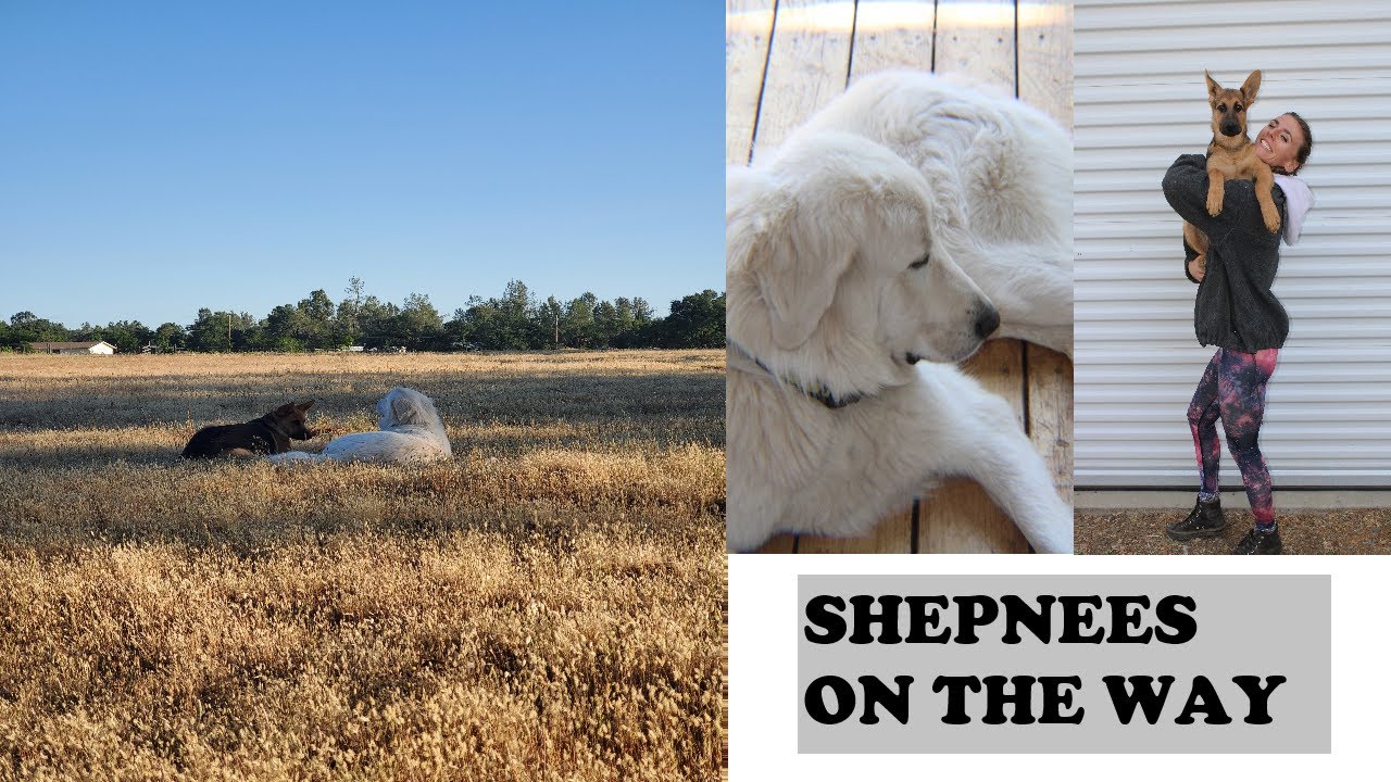 10 Months and Pregnant...our German Shepherd's pregnancy journey PART 1 ...