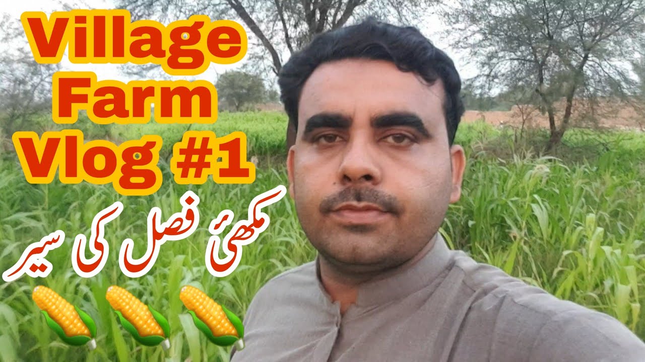 village farm vlog | maize farm vlog | corn farm video | makki ki kheti ...