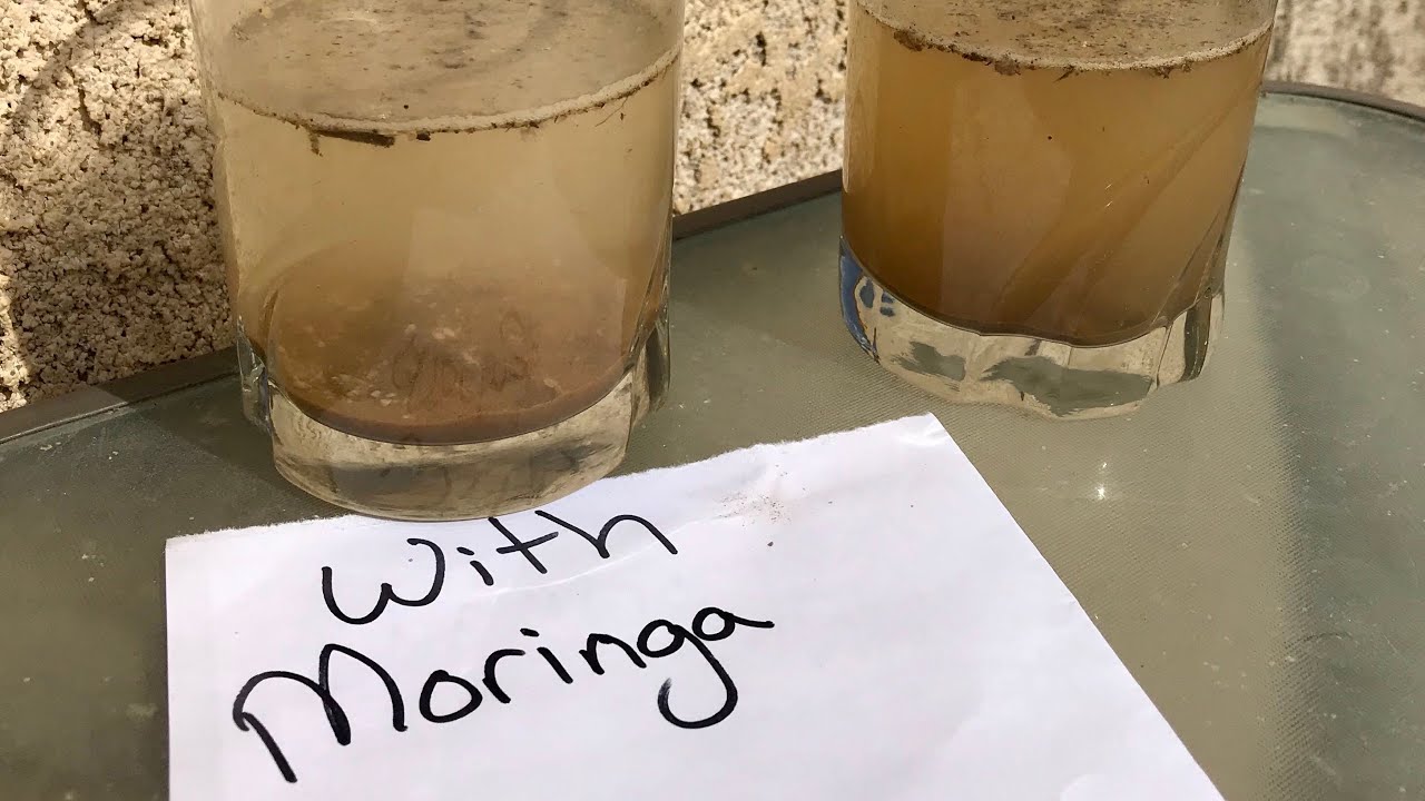 Moringa Seeds Water Purification