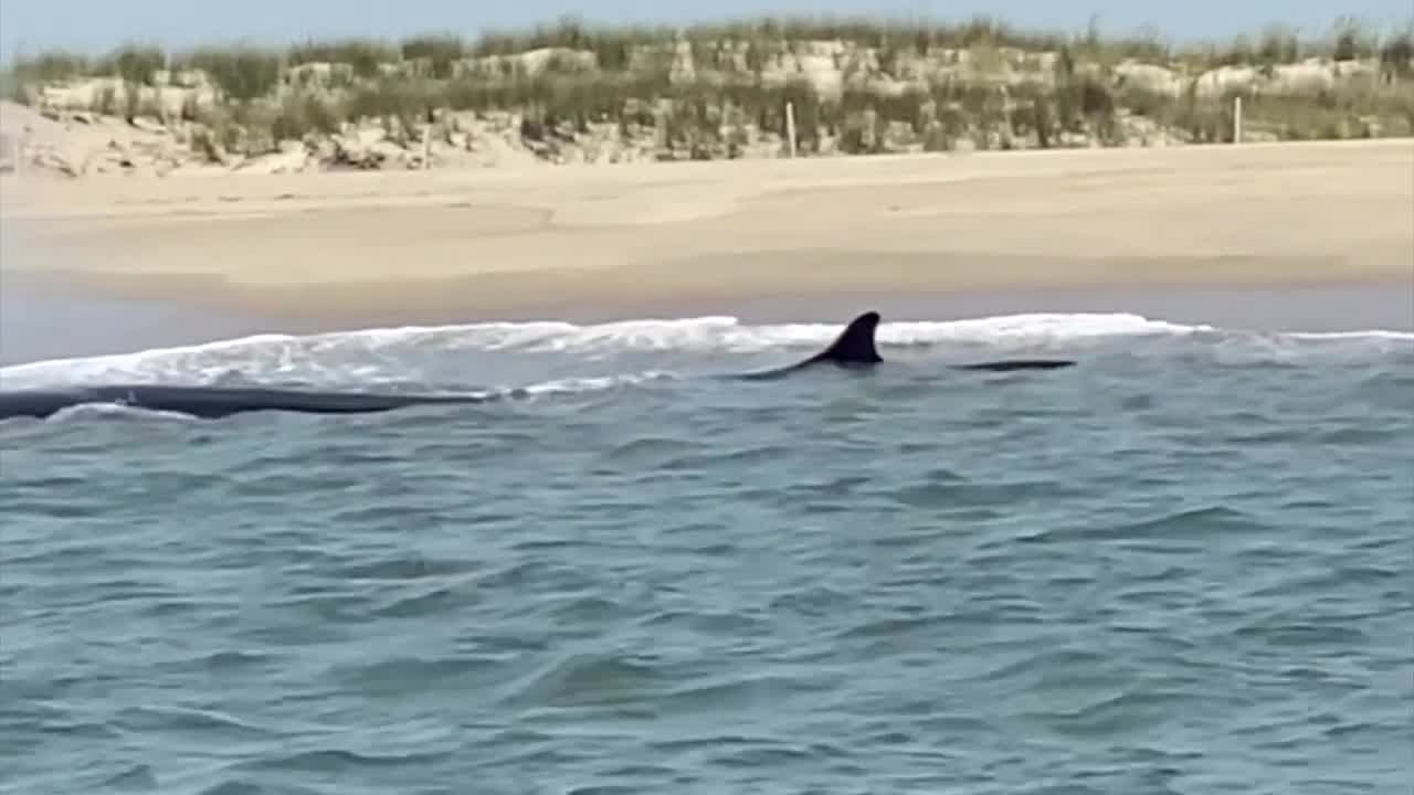 Ocean experts working to save fin whale stranded near Delaware shore ...