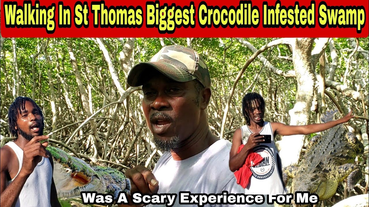Shocking Experience In CROCRODILE 🐊 Infested Mangrove/Swamp Searching ...