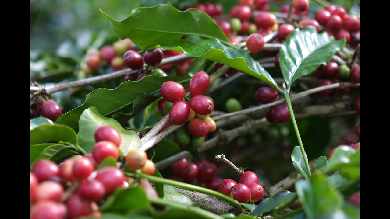 Coffee Farm Tour in Bali, Indonesia / バリ島コーヒー農園ツアー - YouTube