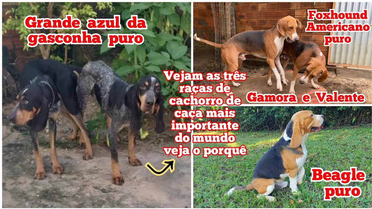 Cachorro FoxHound americano. grande azul da Gasconha. Beagle. conheça ...