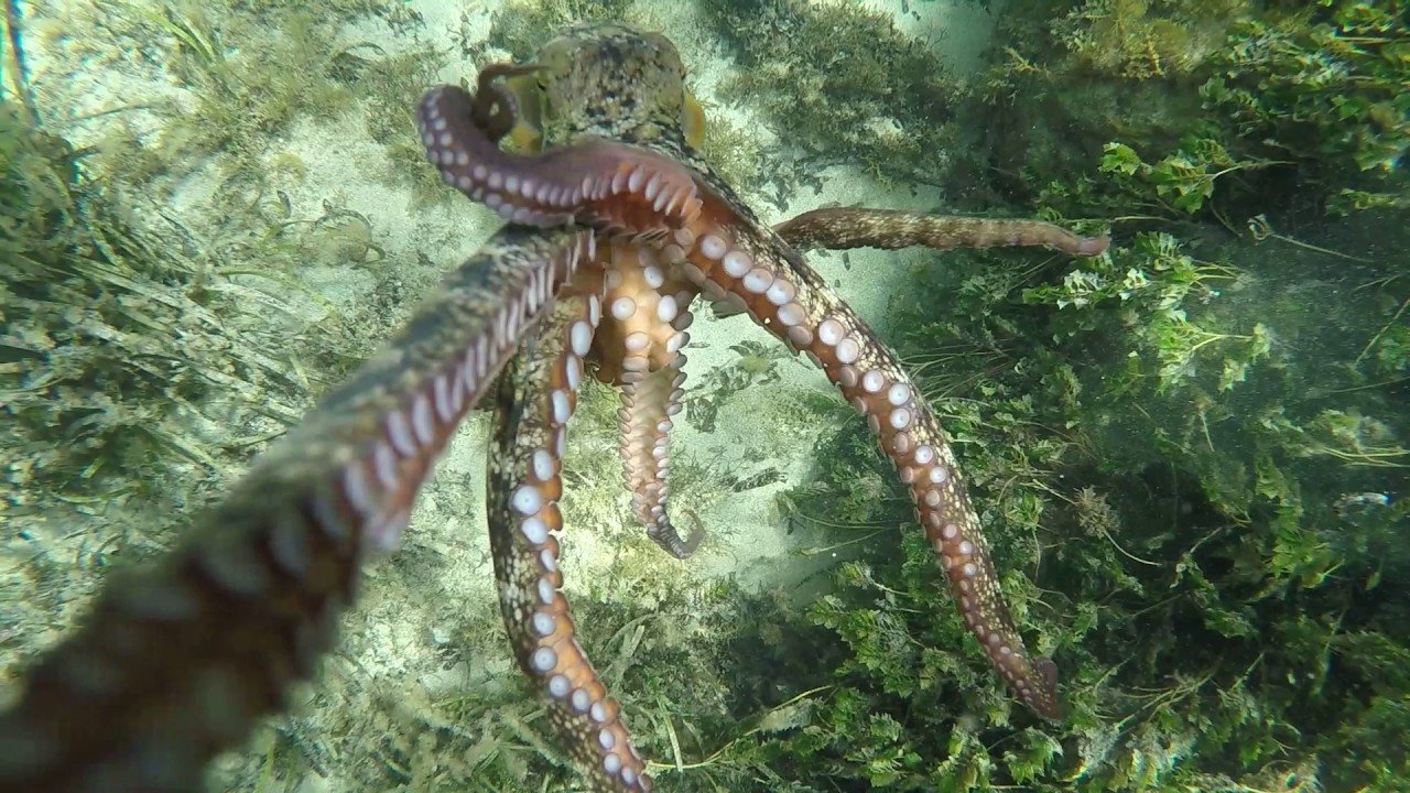 OCTOPUS Attack's go pro ! - YouTube