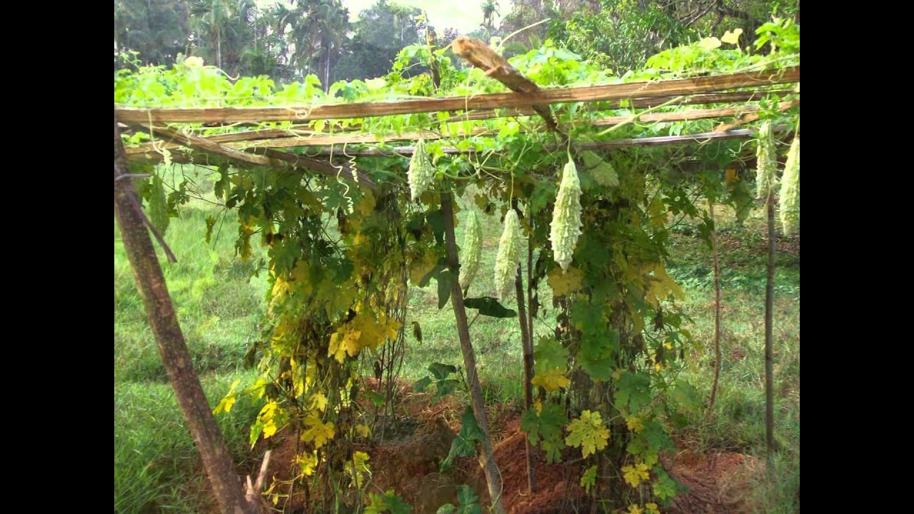 KITCHEN GARDEN..small-scale form of VEGETABLE growing - YouTube