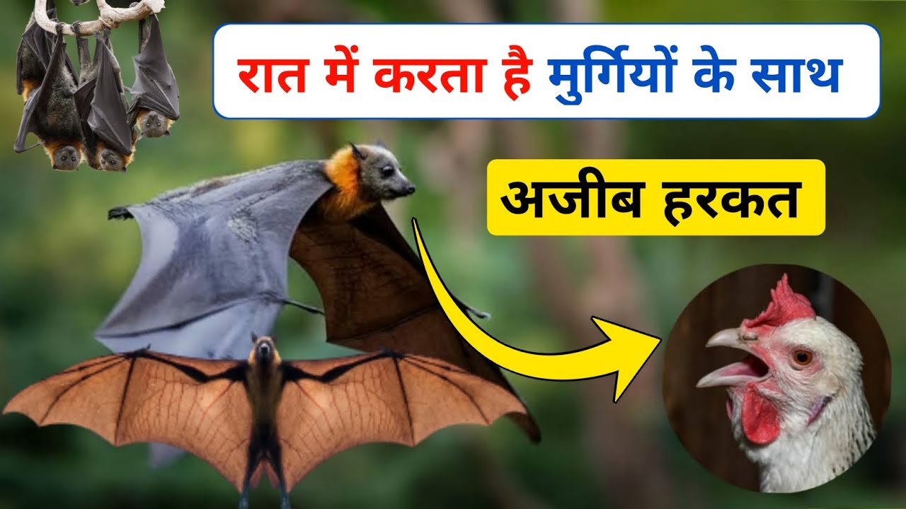 रात को मुर्गियों के साथ 😠 अजीब हरकत 🦇🐔 Bats in the Night with Hens ...