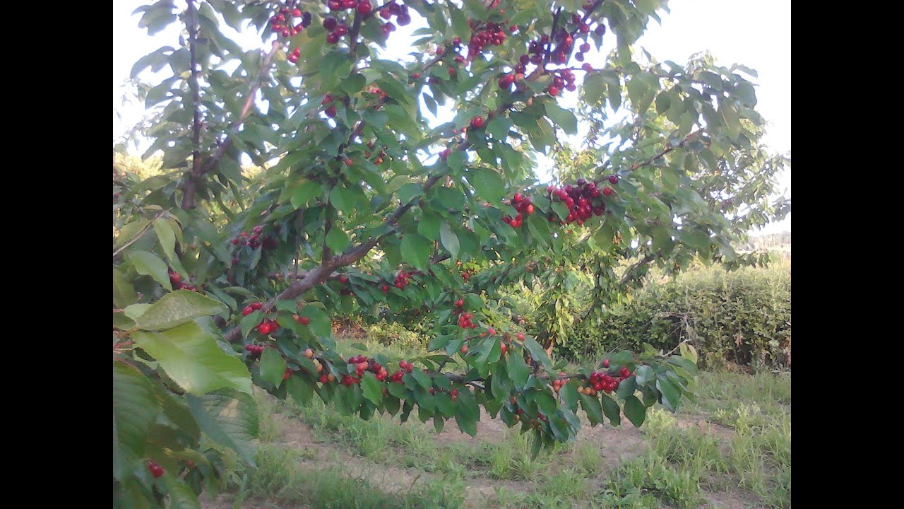 ΚΕΡΑΣΙΑ CHERRY - YouTube