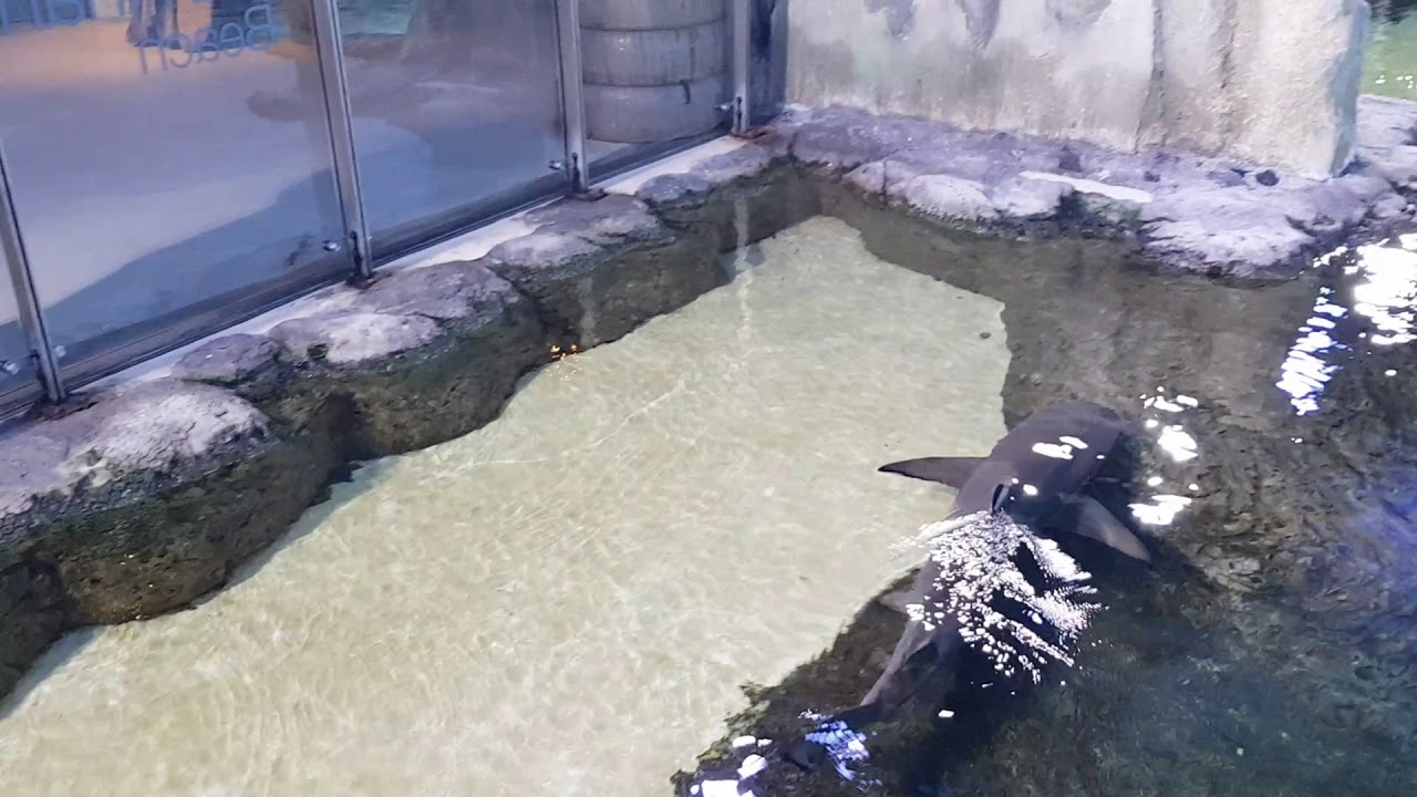 Mini Shark Tank @ Sharjah Aquarium - YouTube
