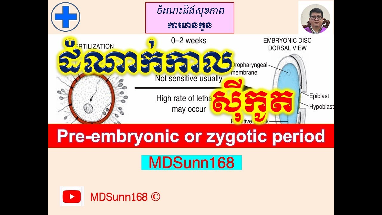 ដំណាក់កាល ស៊ីកូត l Pre embryonic or zygotic period l Embryology l ...