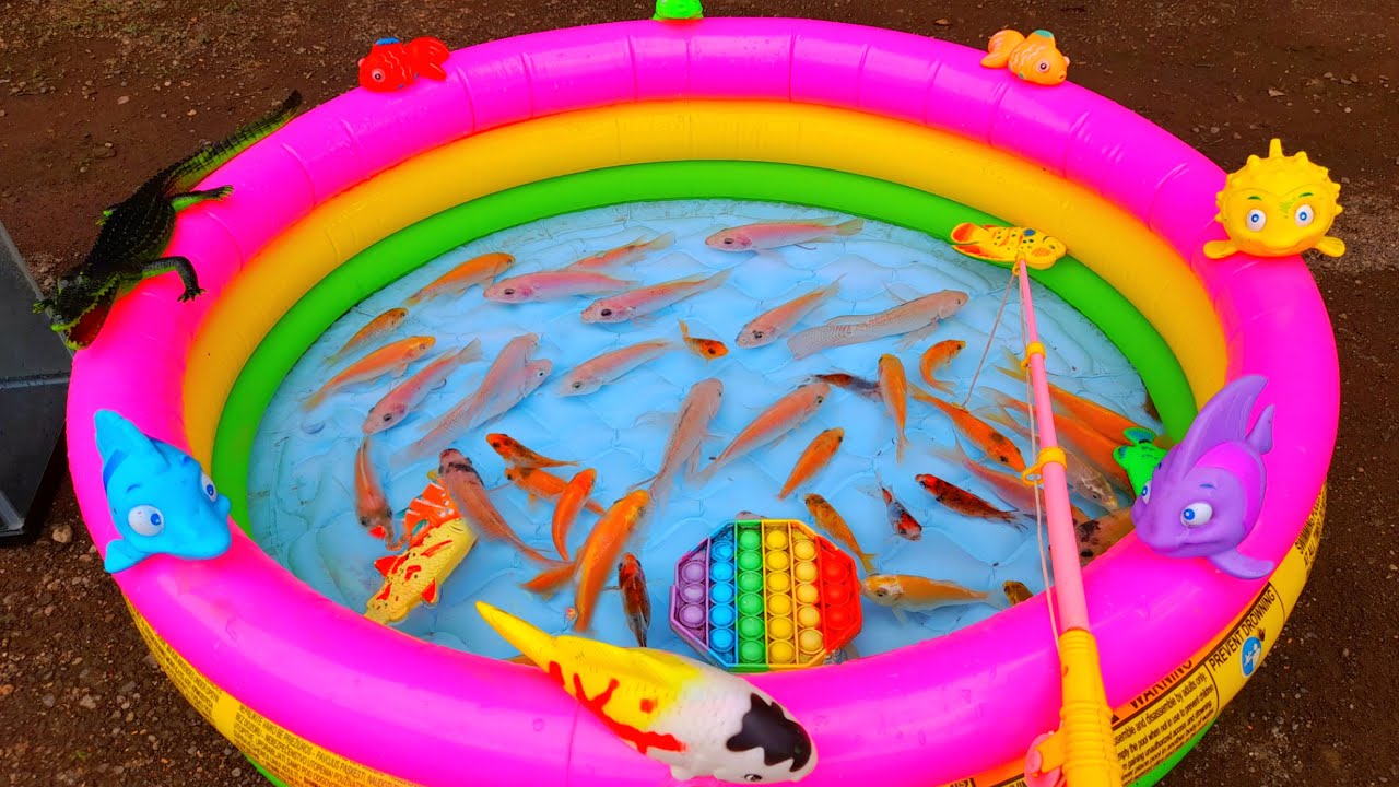 Menangkap Ikan Hias Dikolam dan Mancing Ikan Koi, Ikan Lohan, Ikan Mas ...
