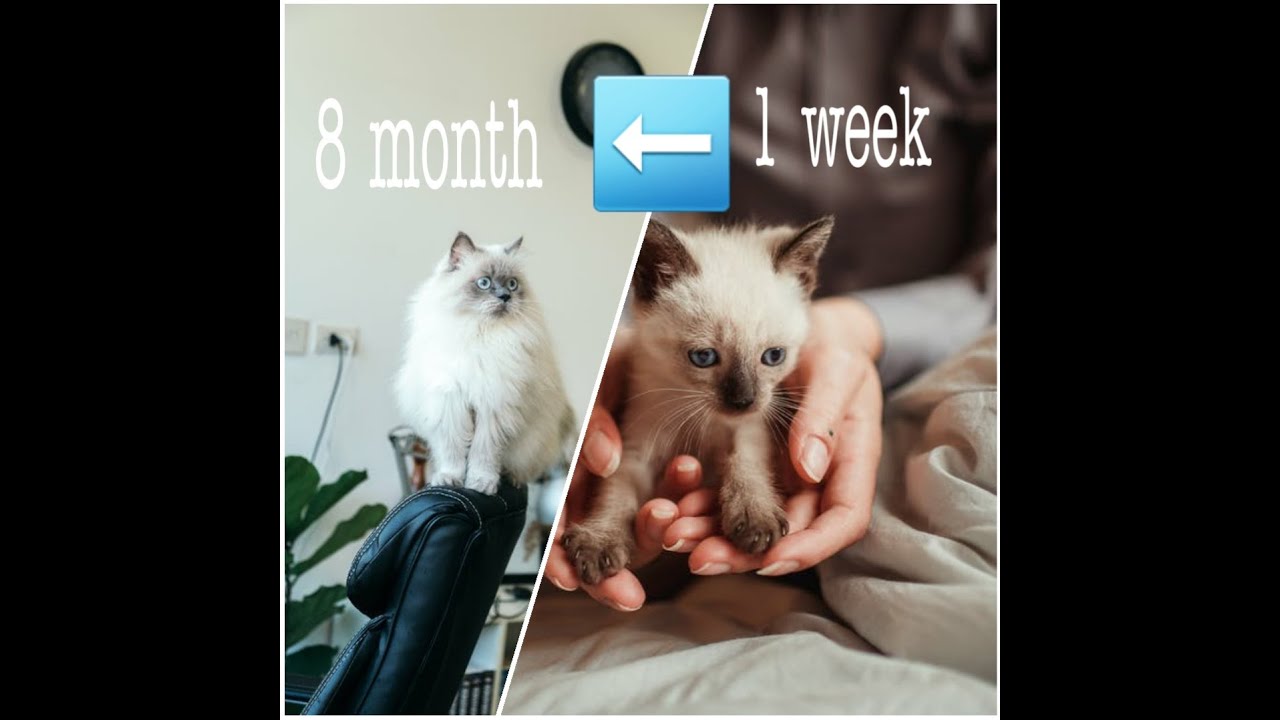 The developmental stages of kittens from /1 week to 8 months/Funny and ...