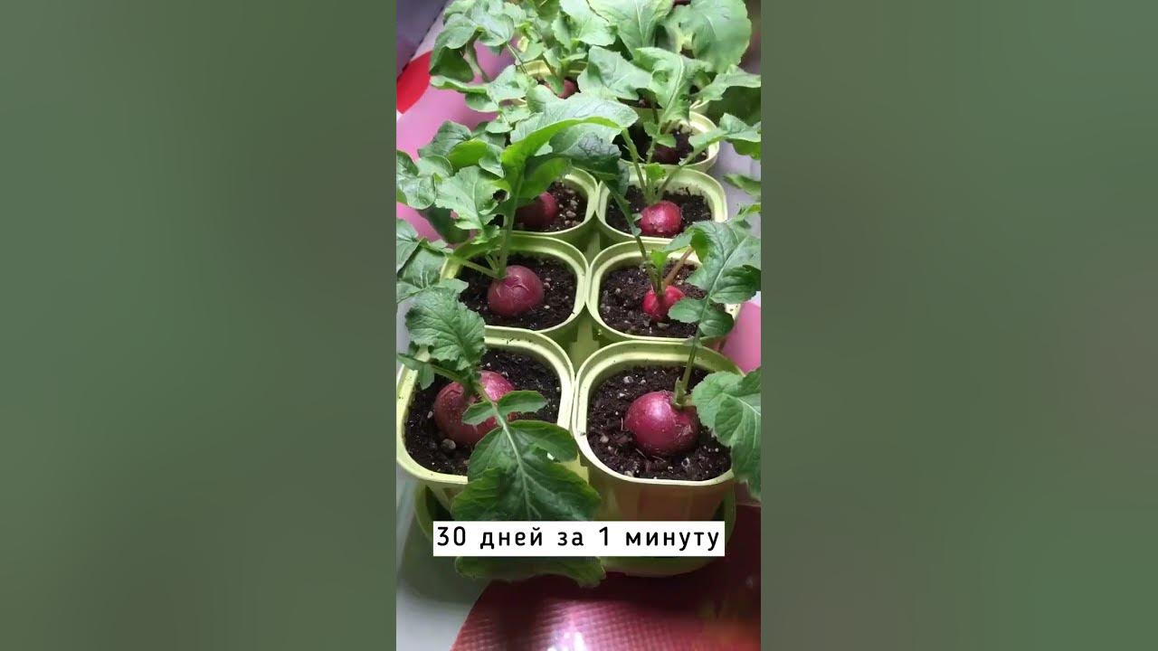 Рост редиса за 30 дней - YouTube