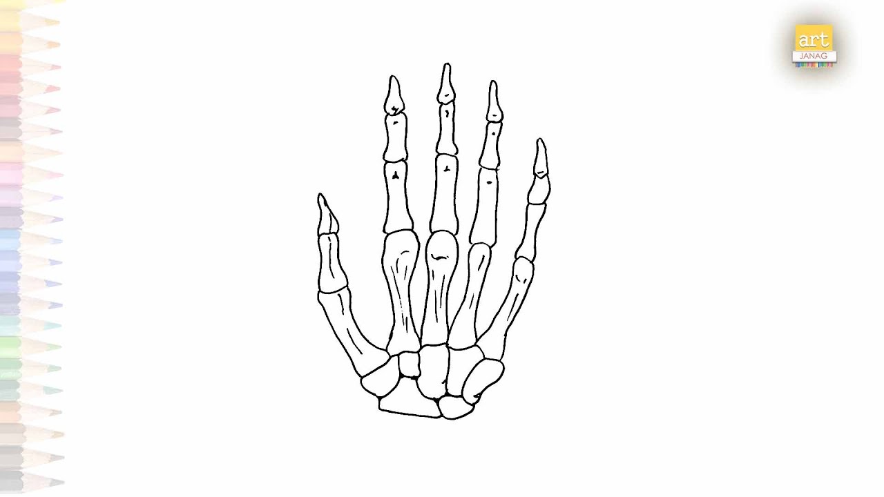 Human hand skeleton diagram | Science drawings easy | How to draw Human ...