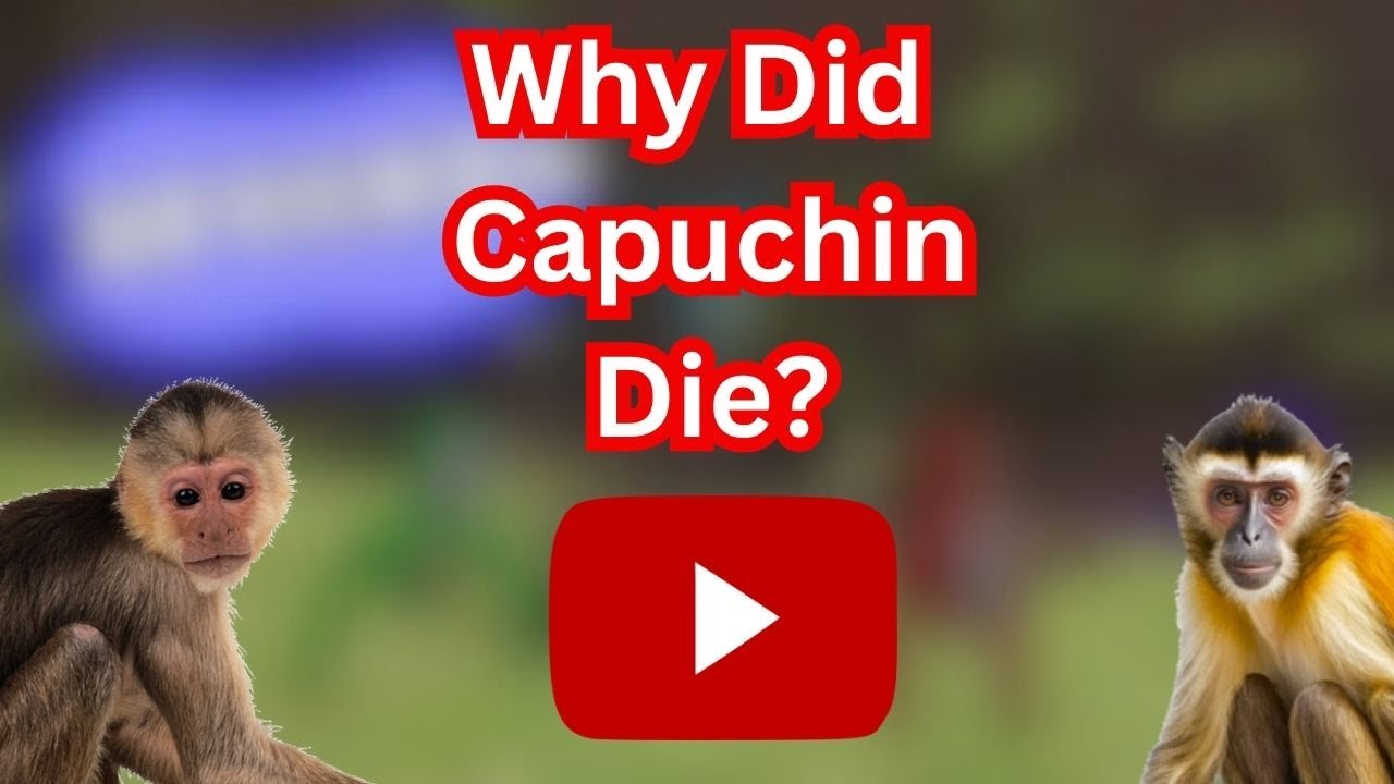 Why Did Capuchin VR Die... - YouTube
