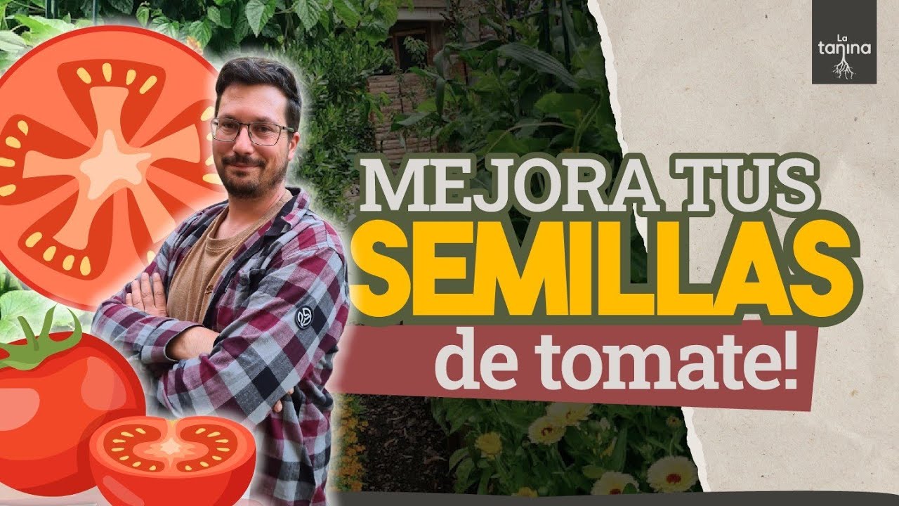 Guía COMPLETÍSIMA de las semillas de TOMATE - YouTube
